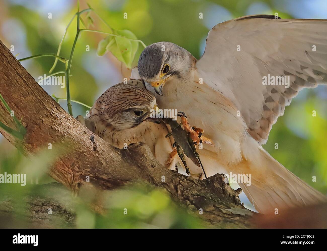 Falcon bird australia wildlife hi-res stock photography and images - Alamy