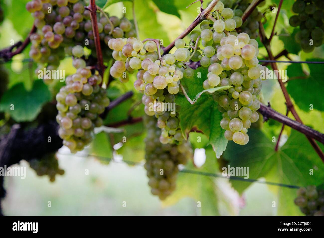 Bunches of white grape to produce basque txakoli wine hanging in the ...