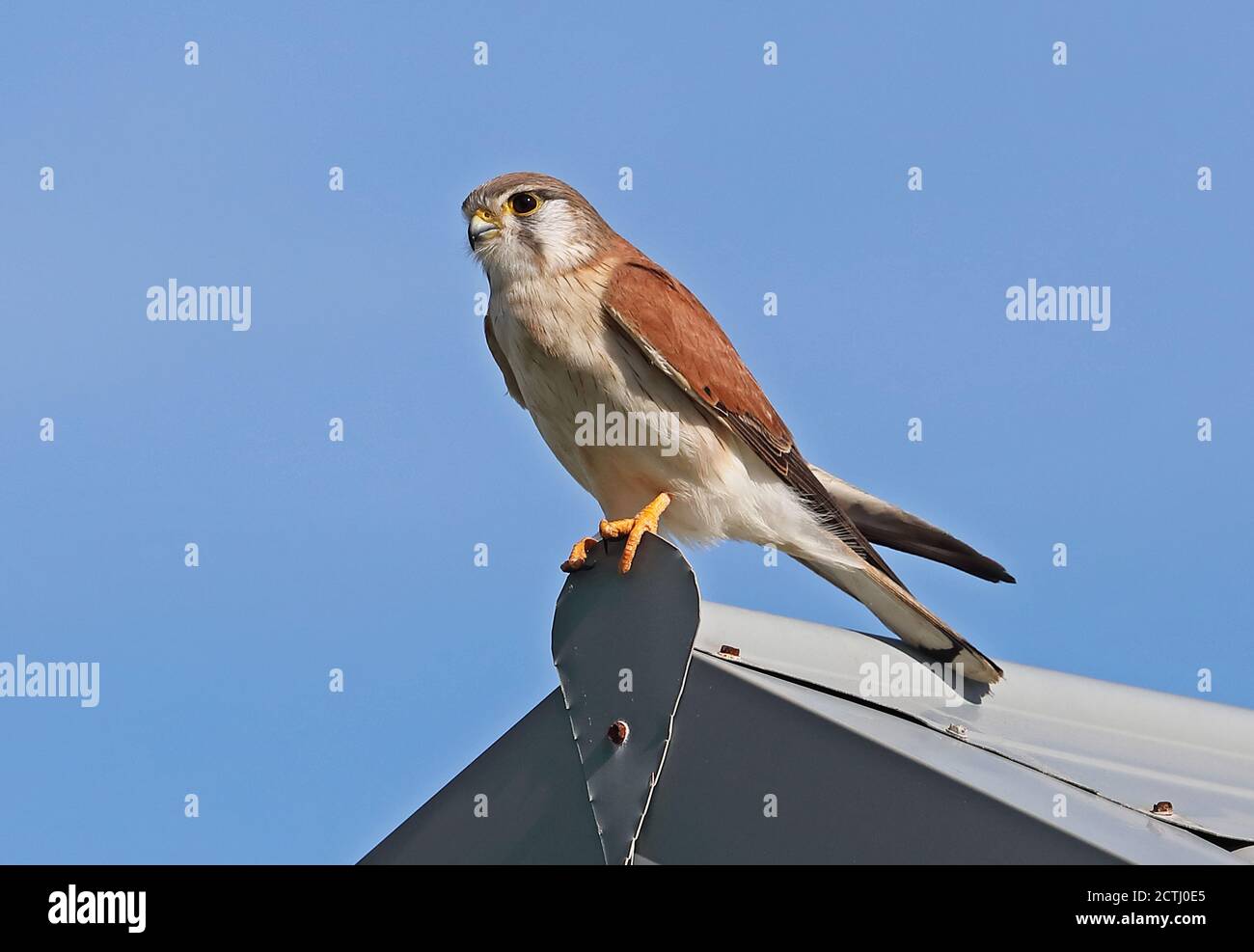 Nankeen Kestrel (Falco cenchroides cenchroides) adult female perched on ...