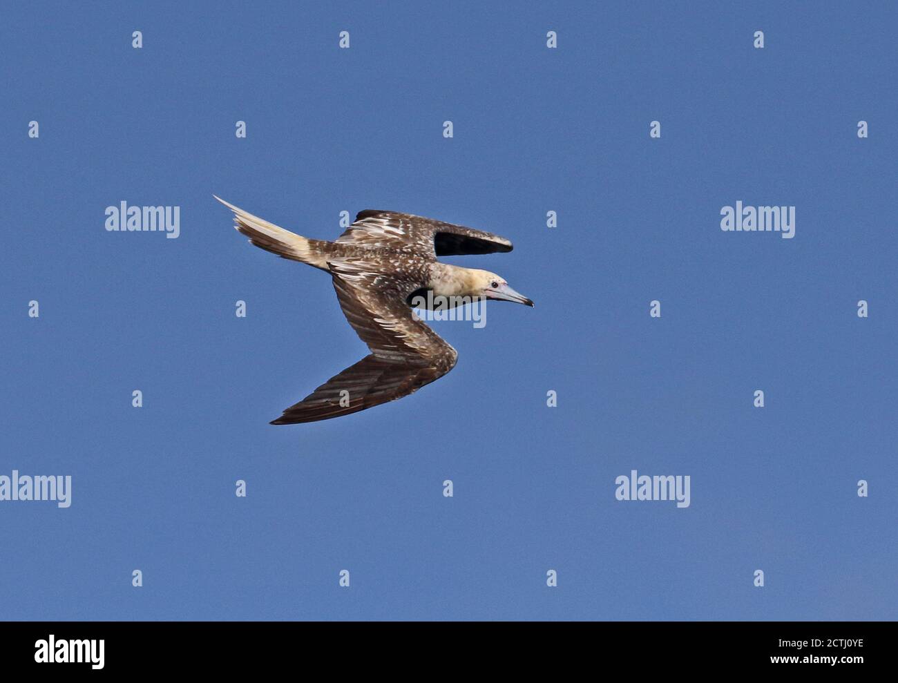 Red-footed Booby (Sula sula rubripes) intermediate morph adult in ...