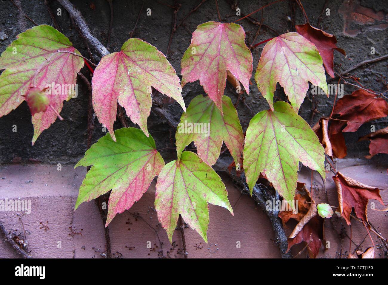 Three pointed leaves hi-res stock photography and images - Alamy