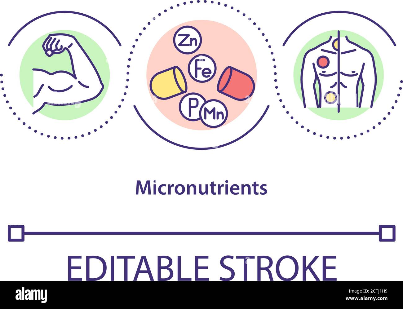 Functions of micronutrients concept icon Stock Vector Image & Art - Alamy