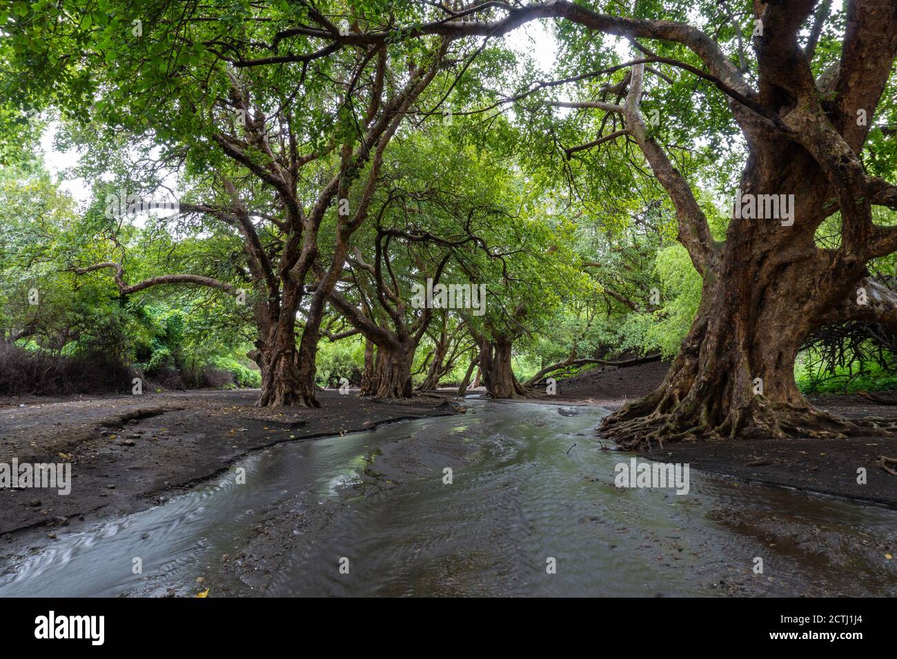 A stream in Savannah, Small River flows Through Plantation of Thick Old ...