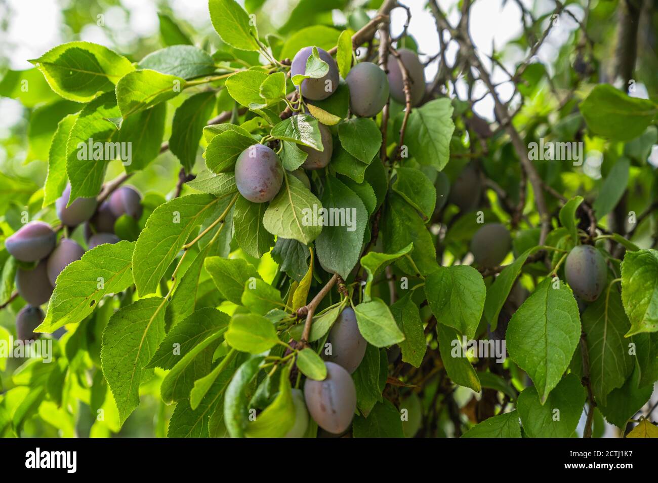 Closeup shot of plum tree branches Stock Photo - Alamy
