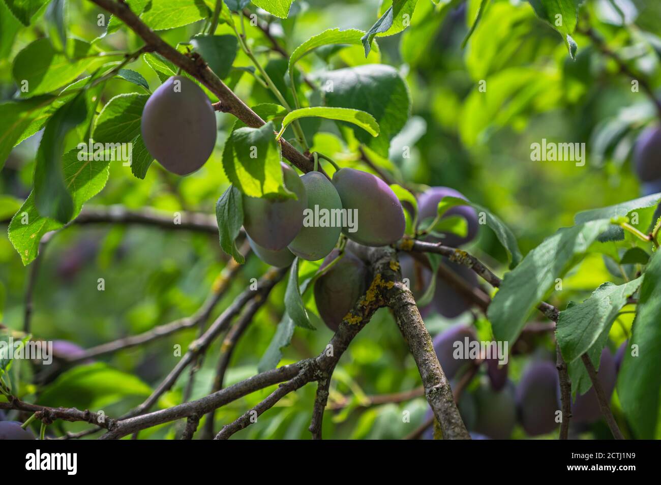 Closeup shot of plum tree branches Stock Photo - Alamy