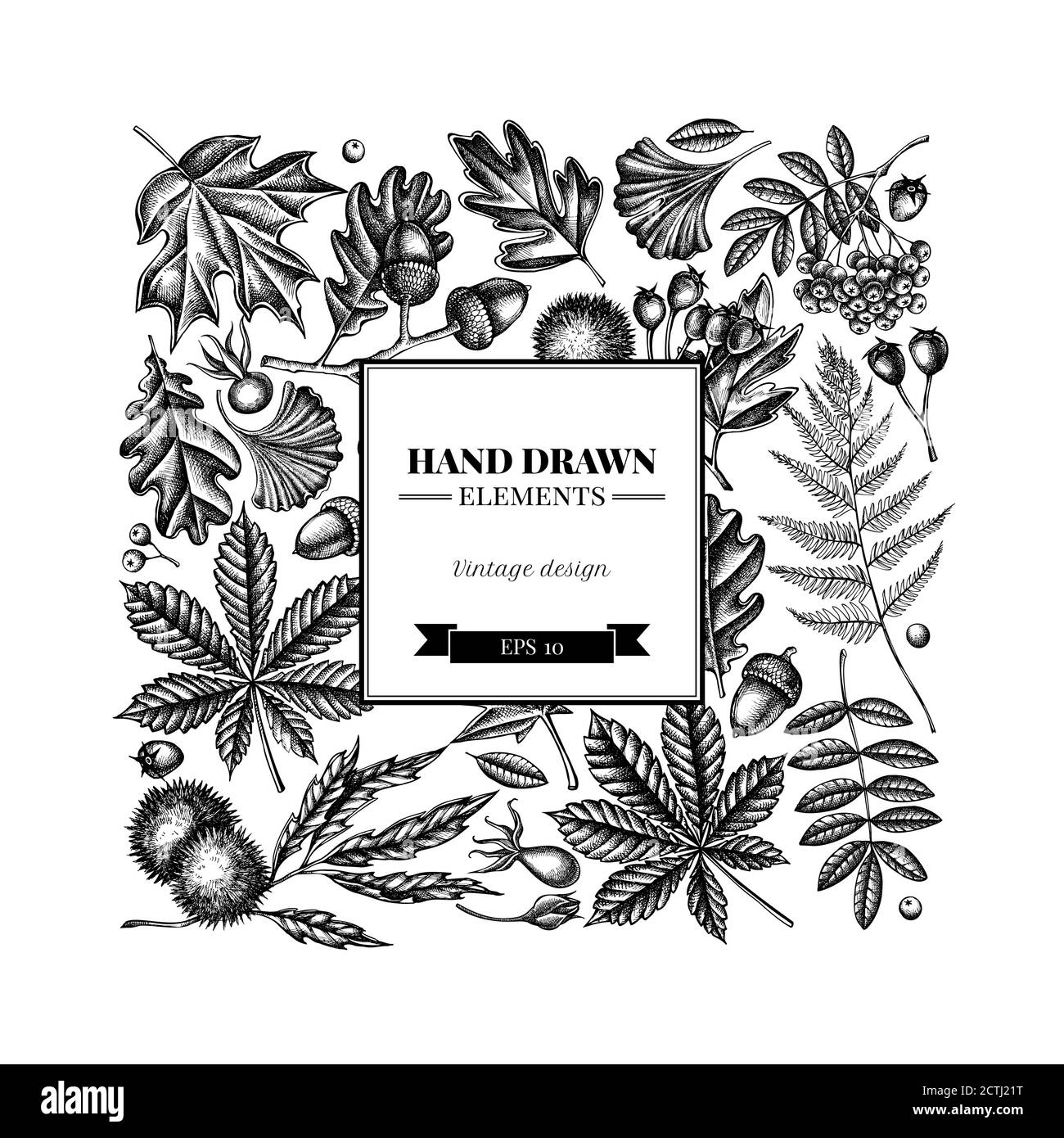 Square design with black and white fern, dog rose, rowan, ginkgo, maple ...