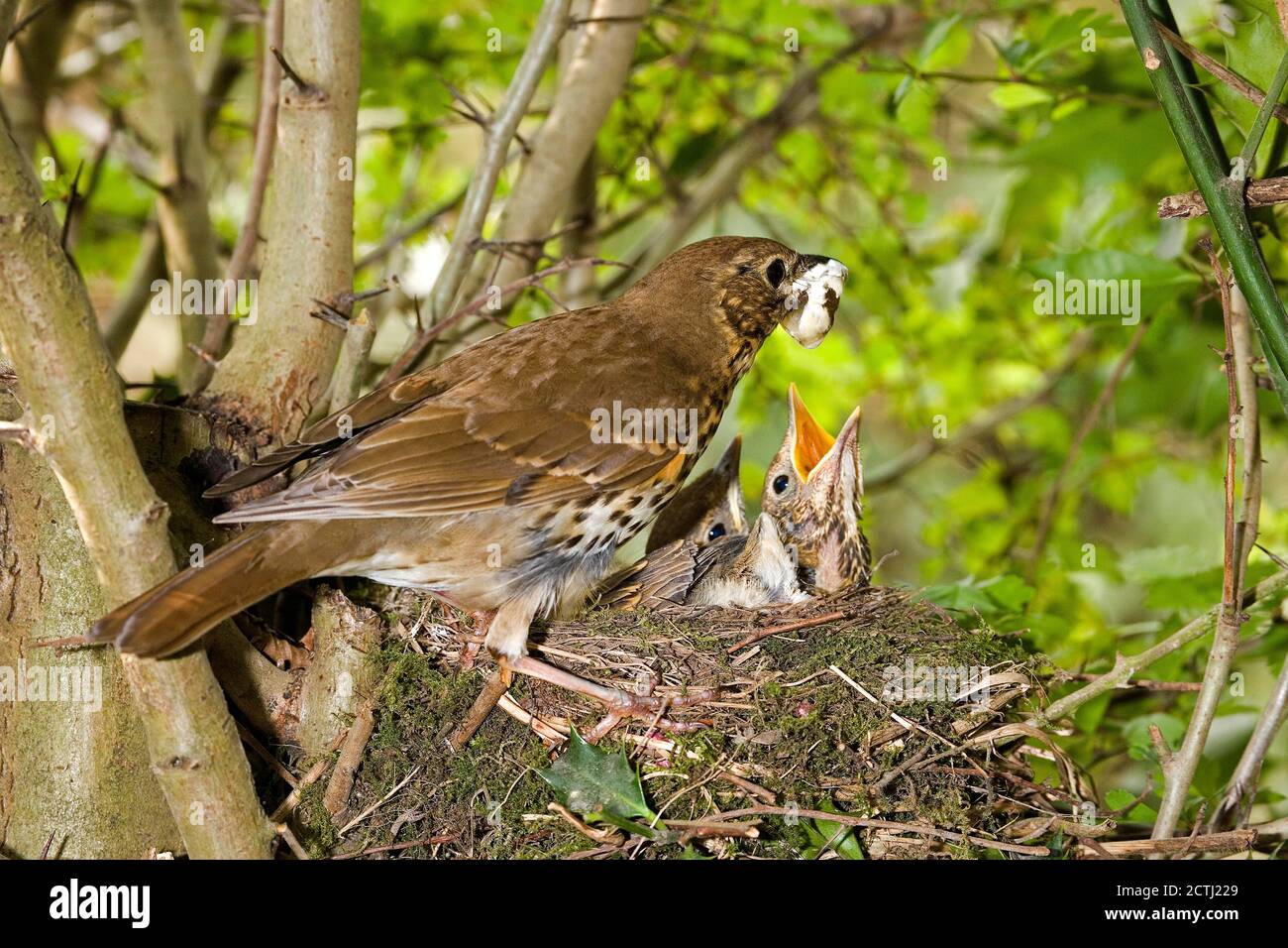 Adult removing fecal sac from nest hi-res stock photography and images ...