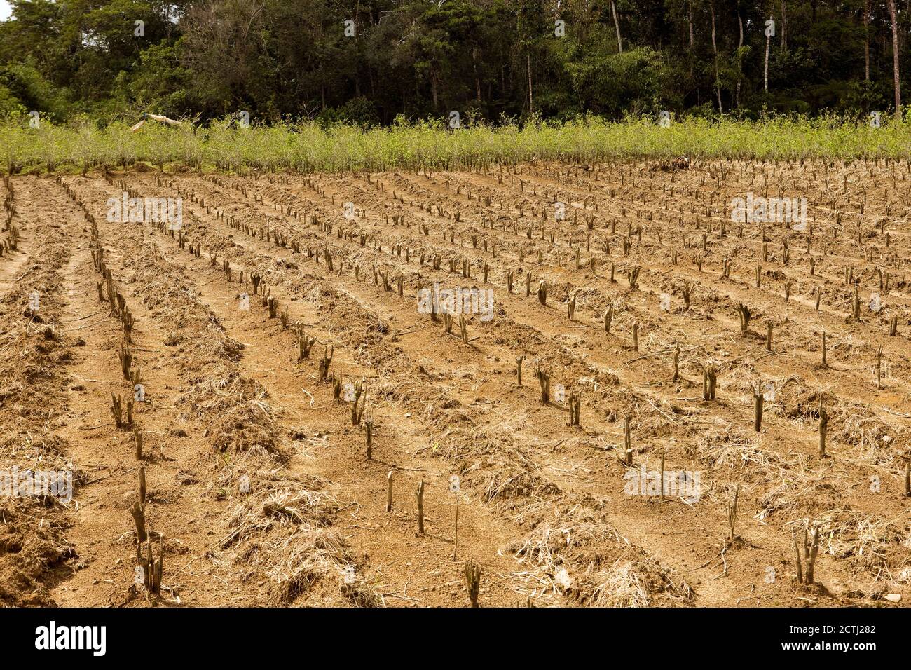 Coca plantation hi-res stock photography and images - Alamy