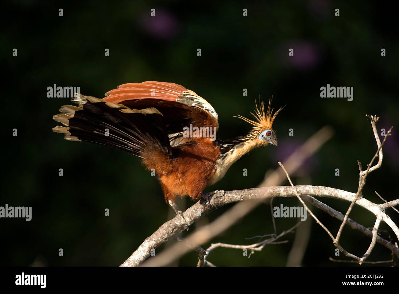 Hoatzin, opisthocomus hoazin, Adult opening Wings, Manu Reserve in Peru ...