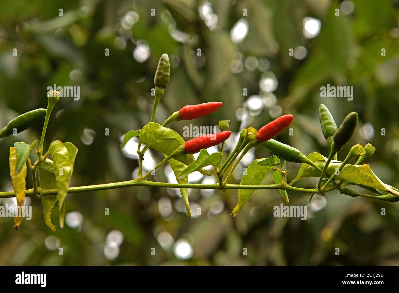 Bird Chilli Pepper, capsicum frutescens, Peru Stock Photo - Alamy