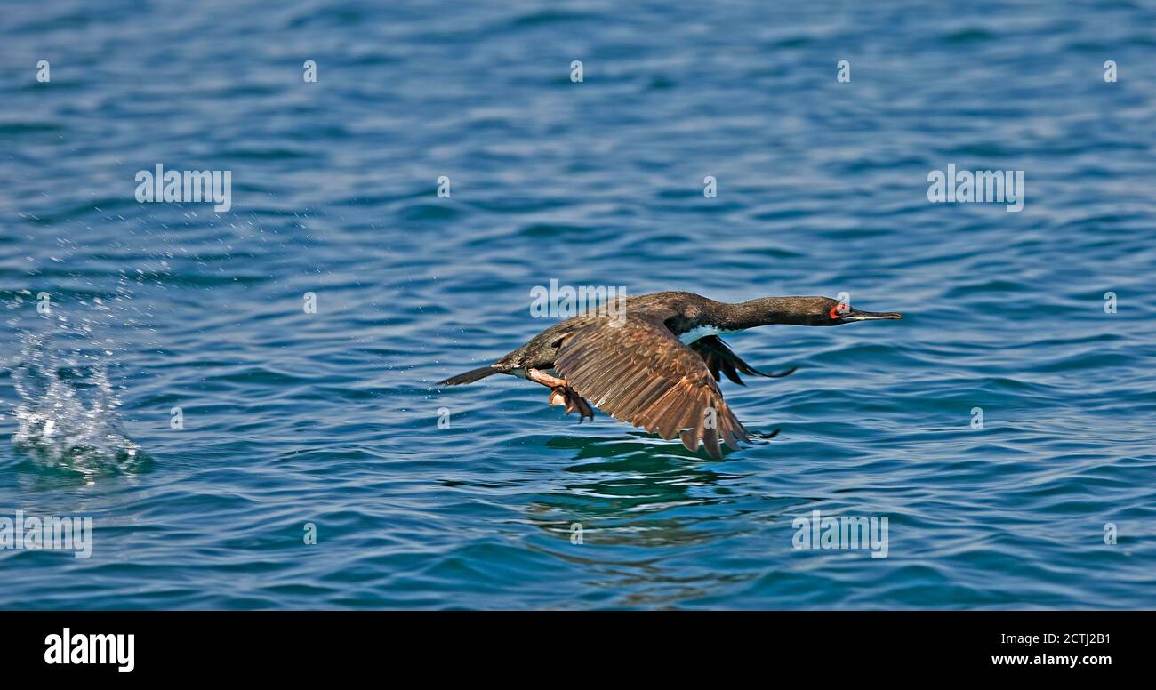 Guanay Cormorant, phalacrocorax bougainvillii, Adult in Flight ...
