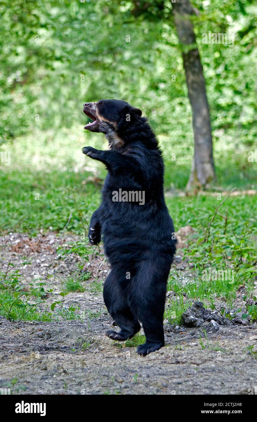 Spectacled bear profile hi-res stock photography and images - Alamy