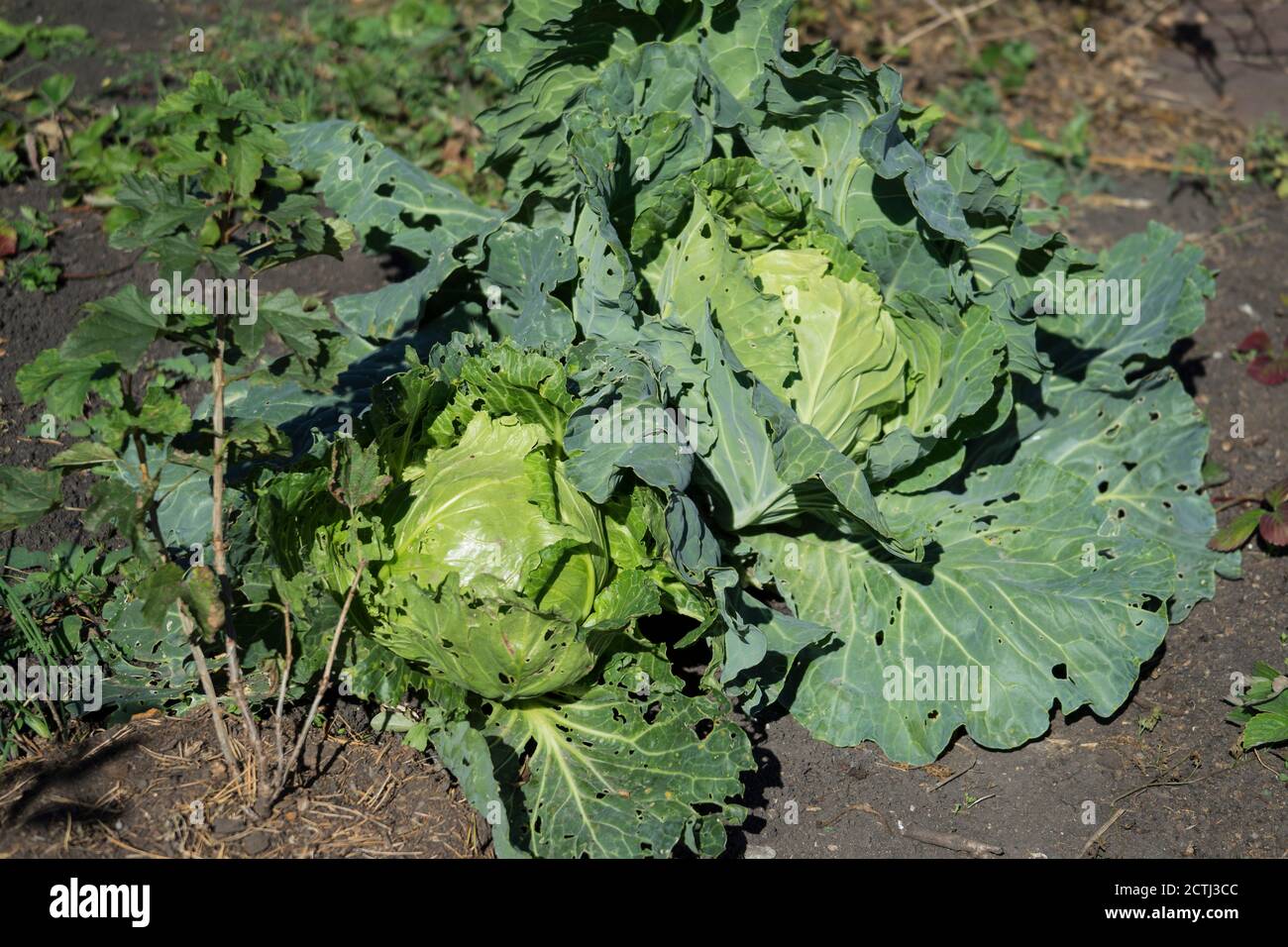 Cabbage in garden was eaten by slug Stock Photo - Alamy