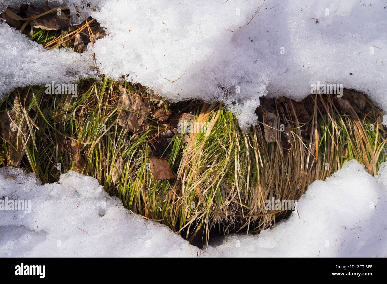 First grass appears from under snow Stock Photo - Alamy