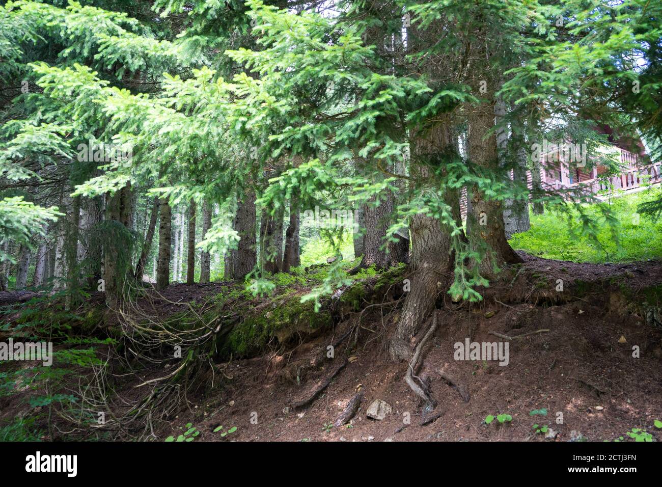 Trees and tree roots in the green coniferous forest Stock Photo - Alamy