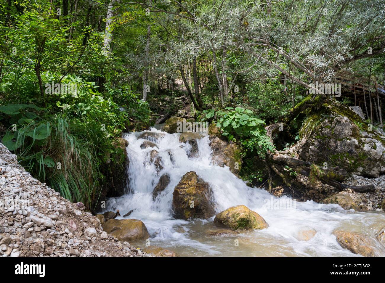 Landscape pine tree forest small river hi-res stock photography and ...