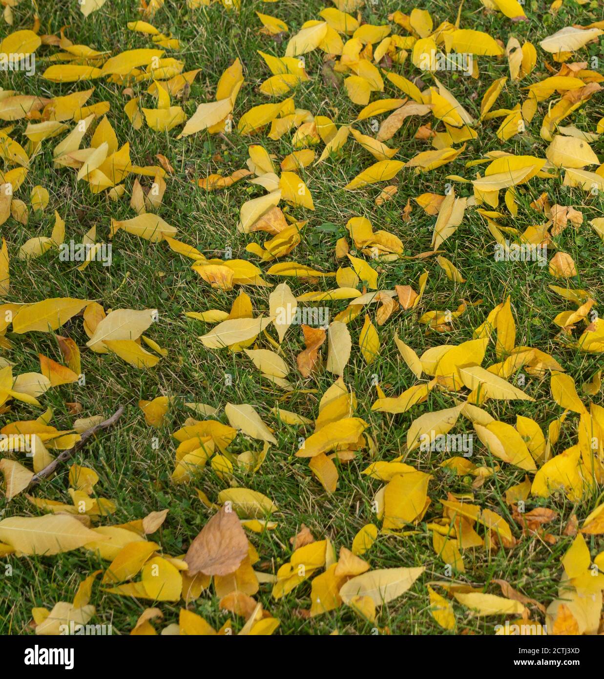 Yelllow grass hi-res stock photography and images - Alamy