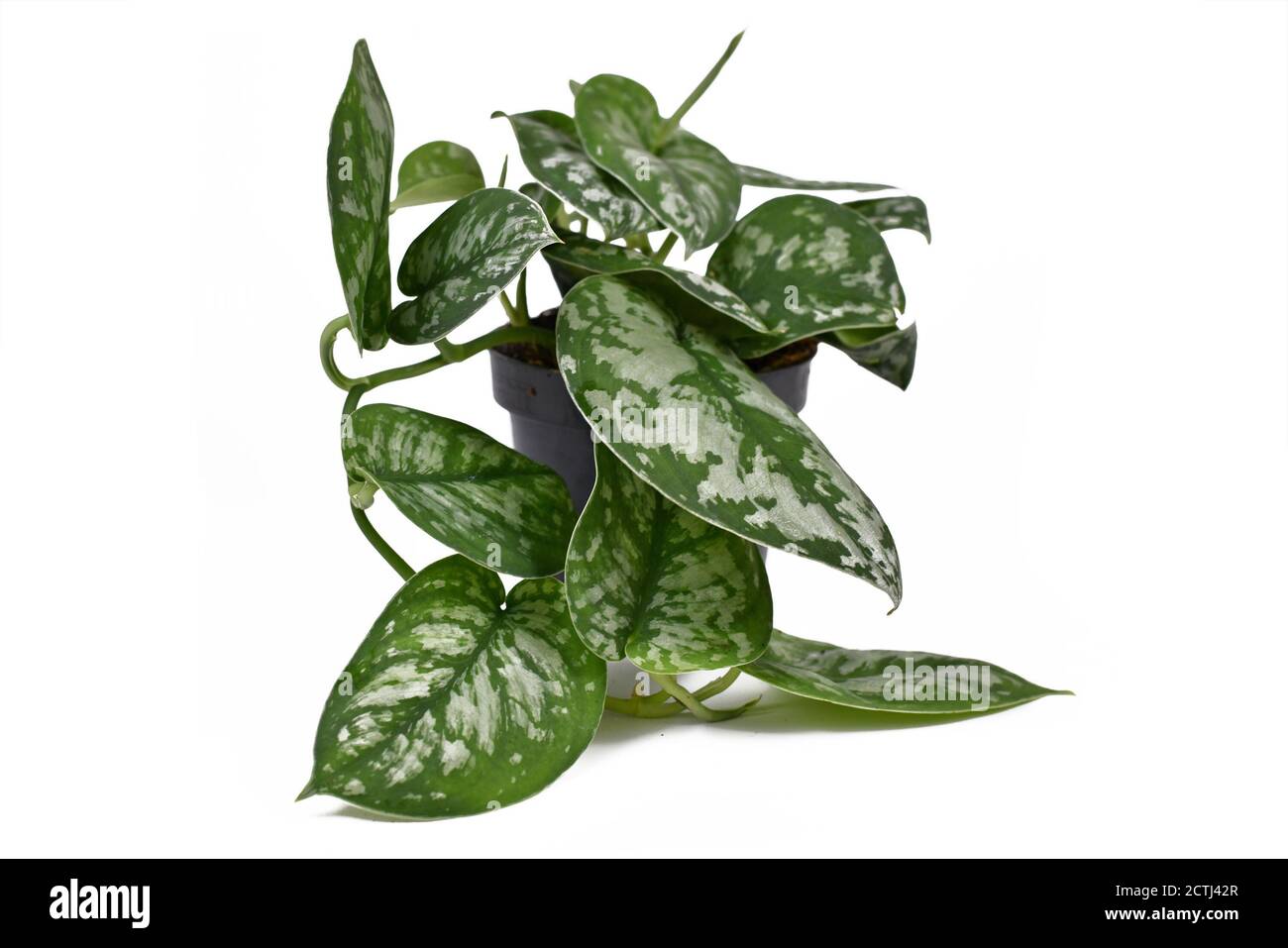 Tropical house plant called 'Scindapsus Pictus Exotica' or 'Satin ...