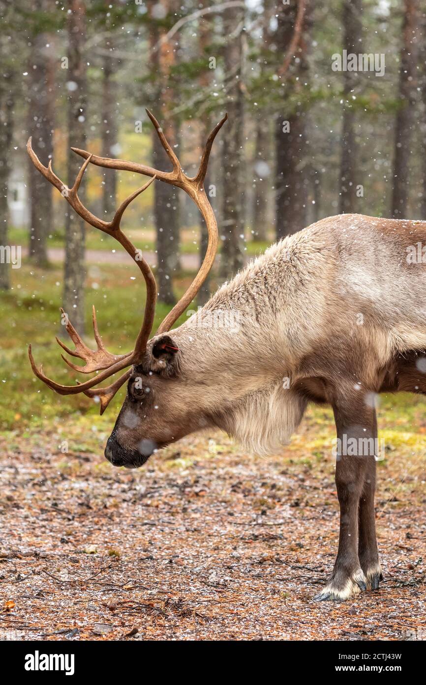 Wild reindeer grazing in pine forest in Lapland, Northern Finland Stock ...