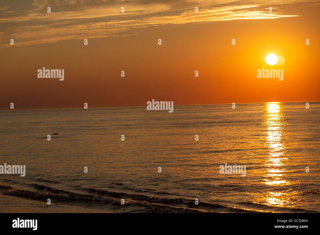 Seal in waters in Race Point Beach at sunset, Provincetown ...
