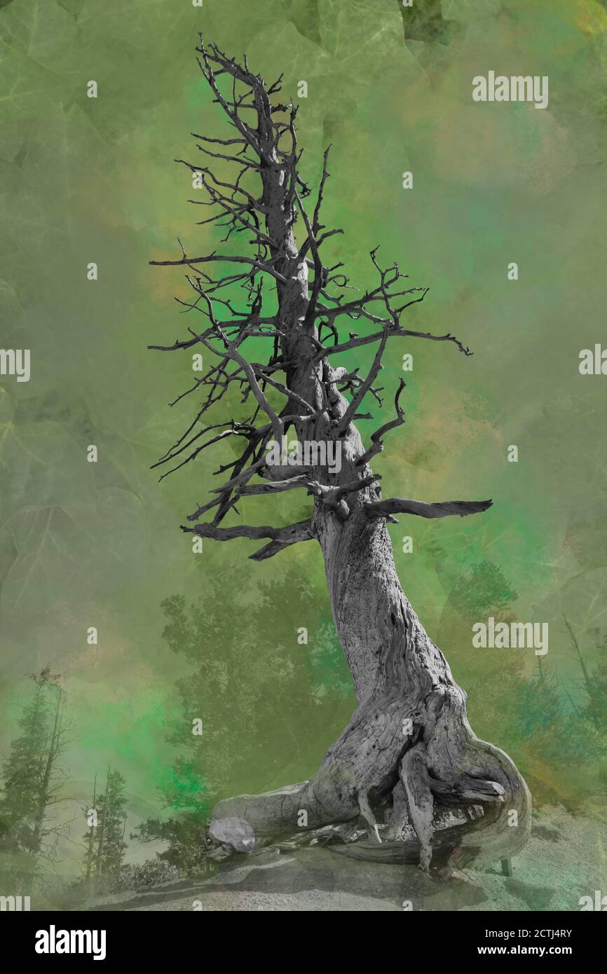 Tilted trees hi-res stock photography and images - Alamy