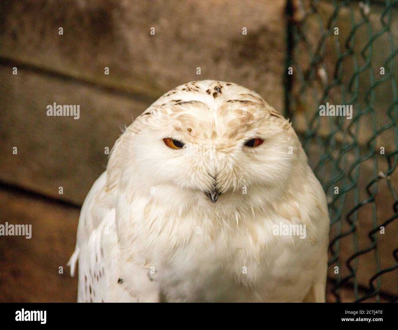 Front view from the snowy owl. It is a large, white owl of the true owl ...