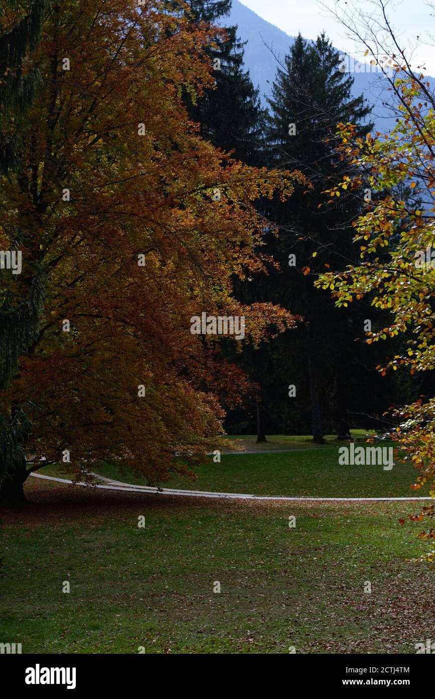 autumnal trees and foliage in the park during fall season. no people ...