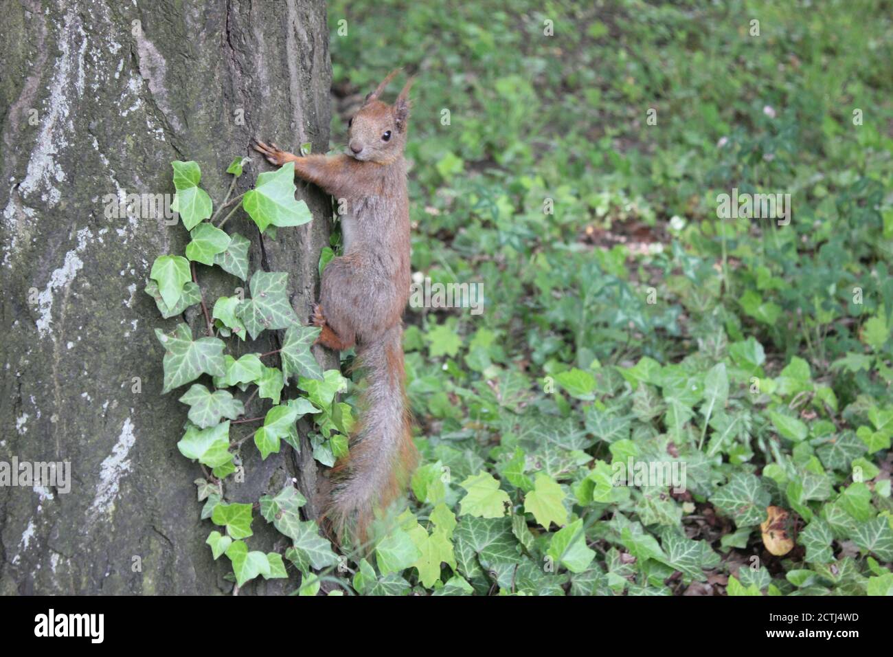 one squirrel in Lazienki gardens in Warsaw , Poland Stock Photo - Alamy