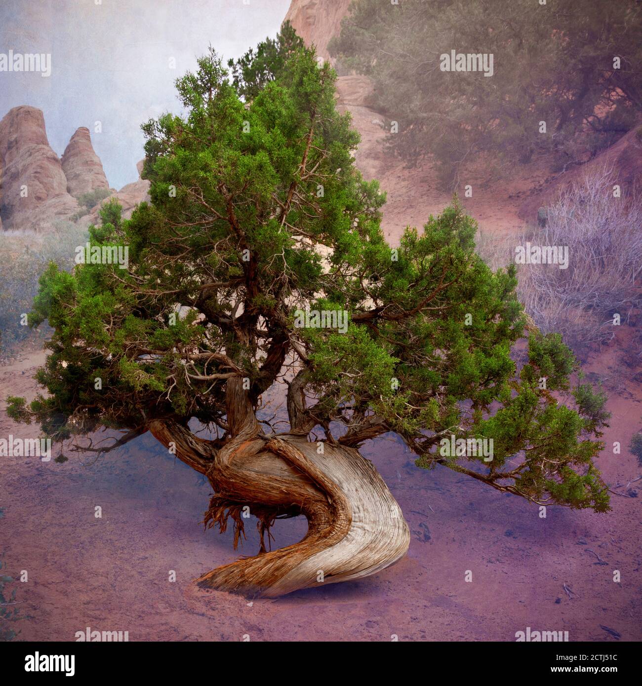 A windblown tree survives in the harsh environment of Utah Stock Photo ...