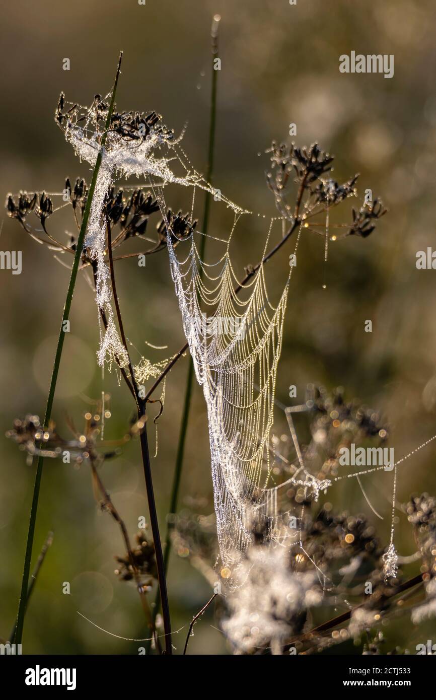 Spider webs covered with drops of mist on dry twigs, close up selective ...