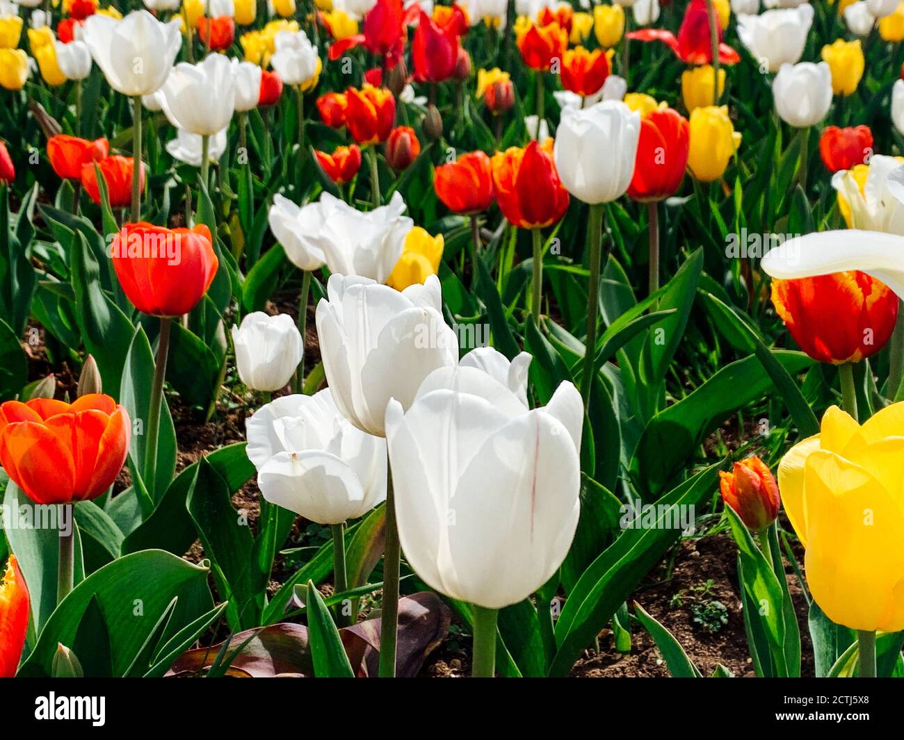 many beautiful colors of multicolored tulips as a background Stock ...