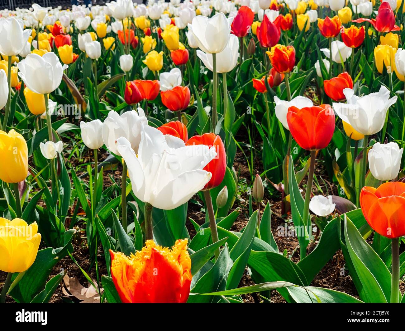 many beautiful colors of multicolored tulips as a background Stock ...