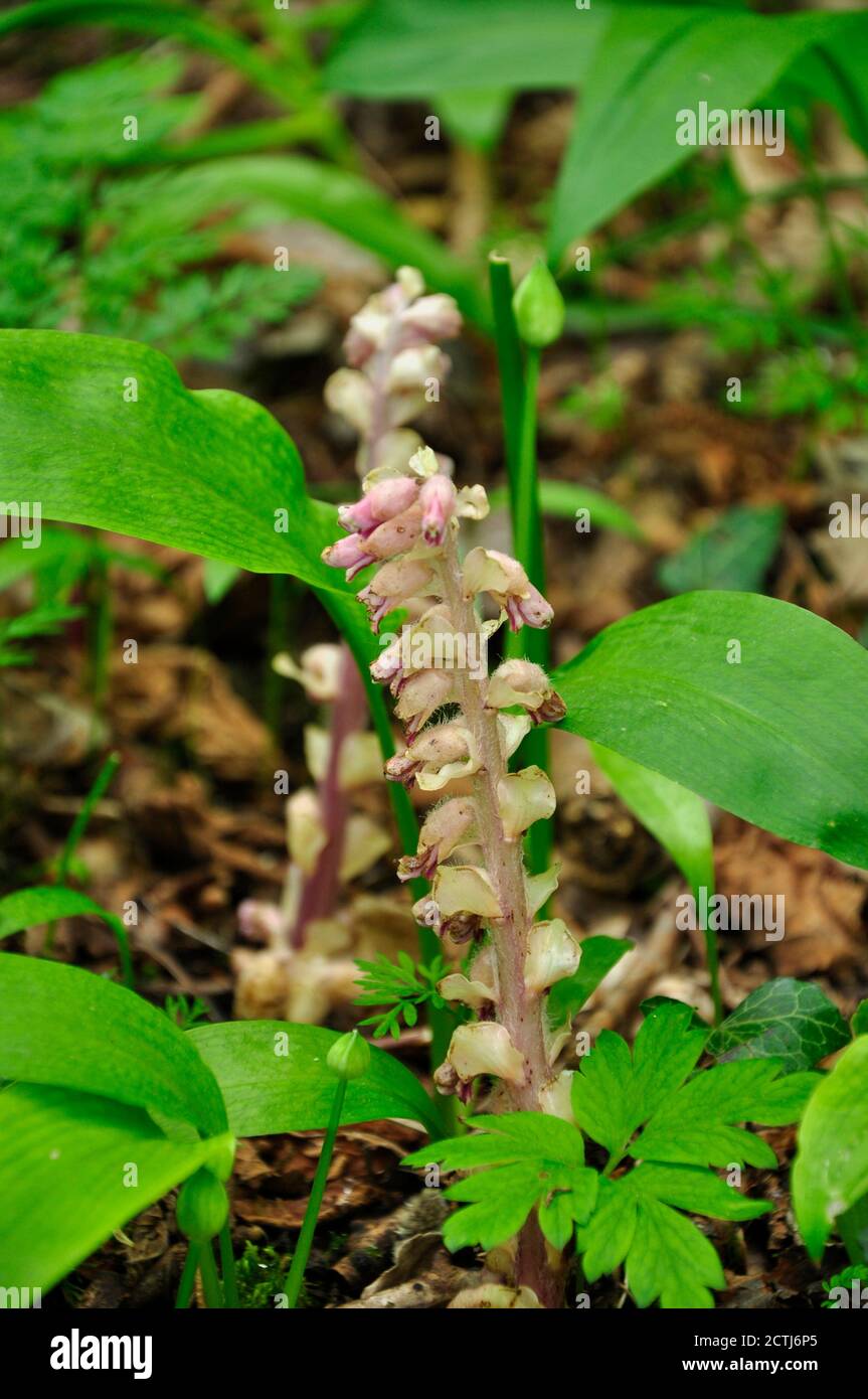 Toothwort uk hi-res stock photography and images - Alamy