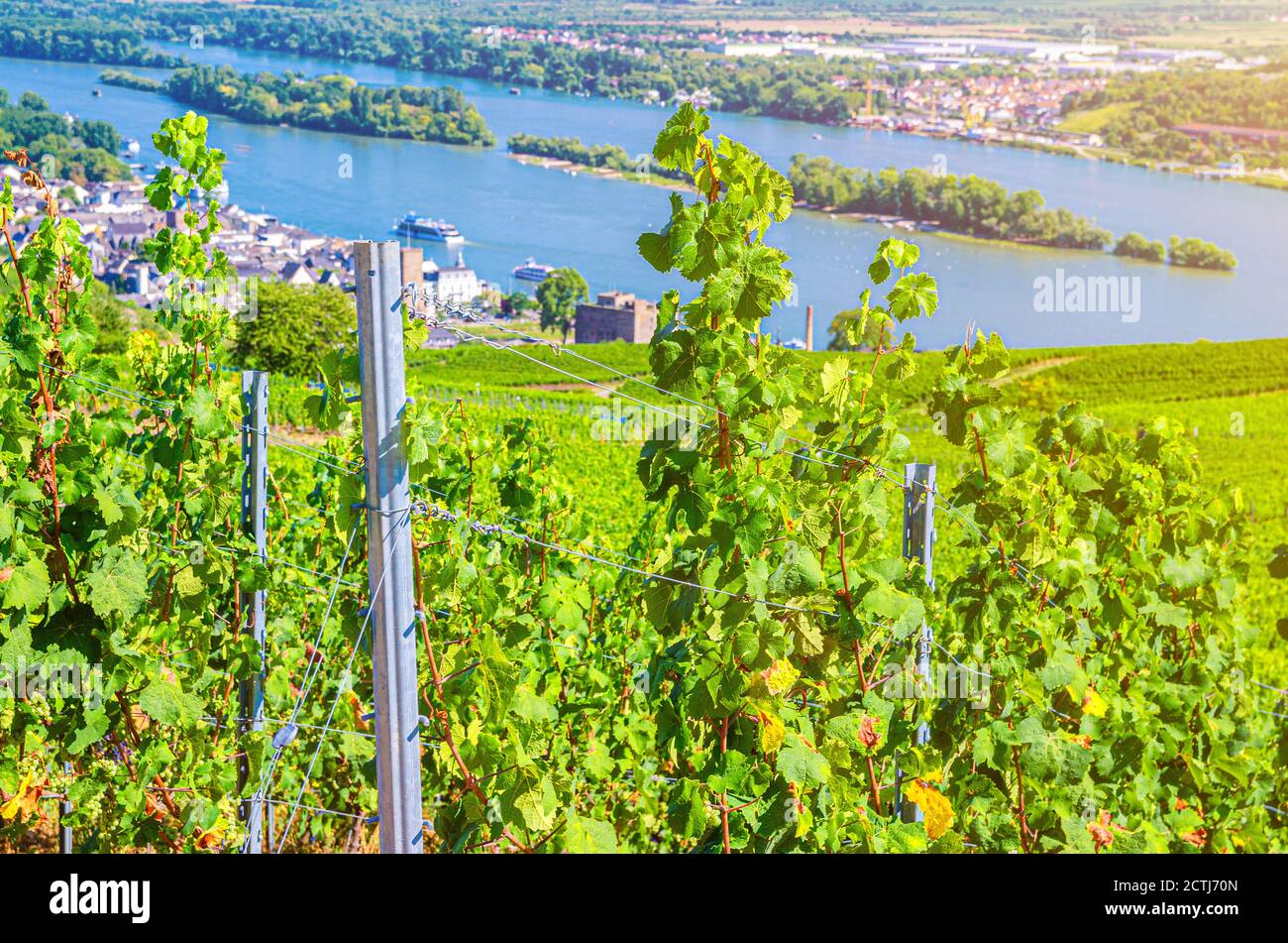 Grape vine pole hi-res stock photography and images - Alamy
