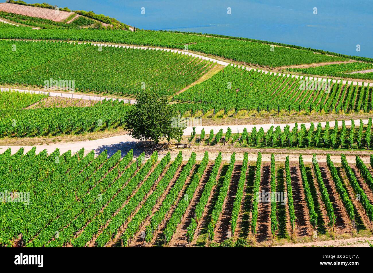 Rhein rheingau wine region hi-res stock photography and images - Alamy