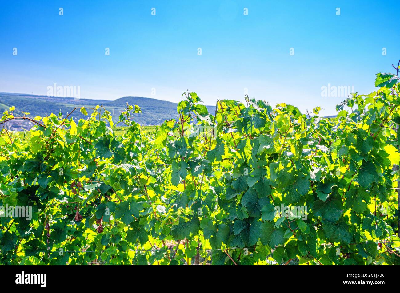 Grape trellis hi-res stock photography and images - Alamy