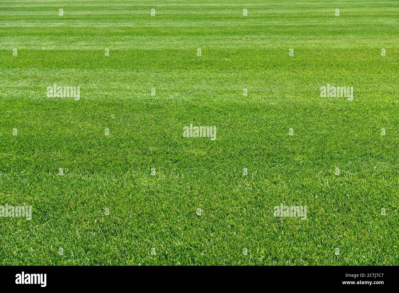 Green grass texture, most beautiful lawns, Pisa, Italy Stock Photo - Alamy