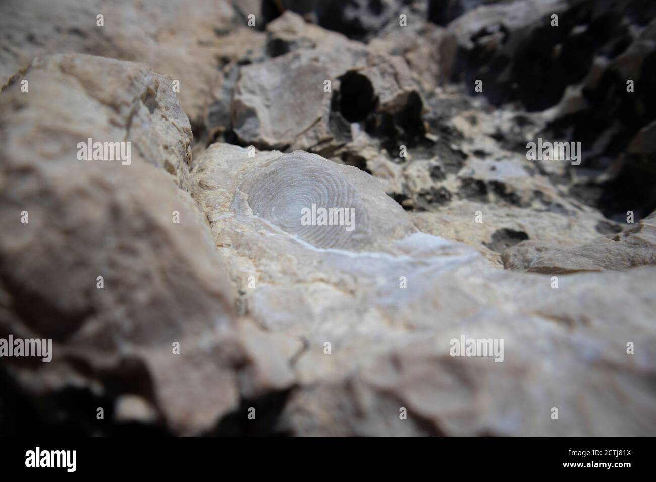 Broken off stone rock revealing fossil remains in circular shape on the ...