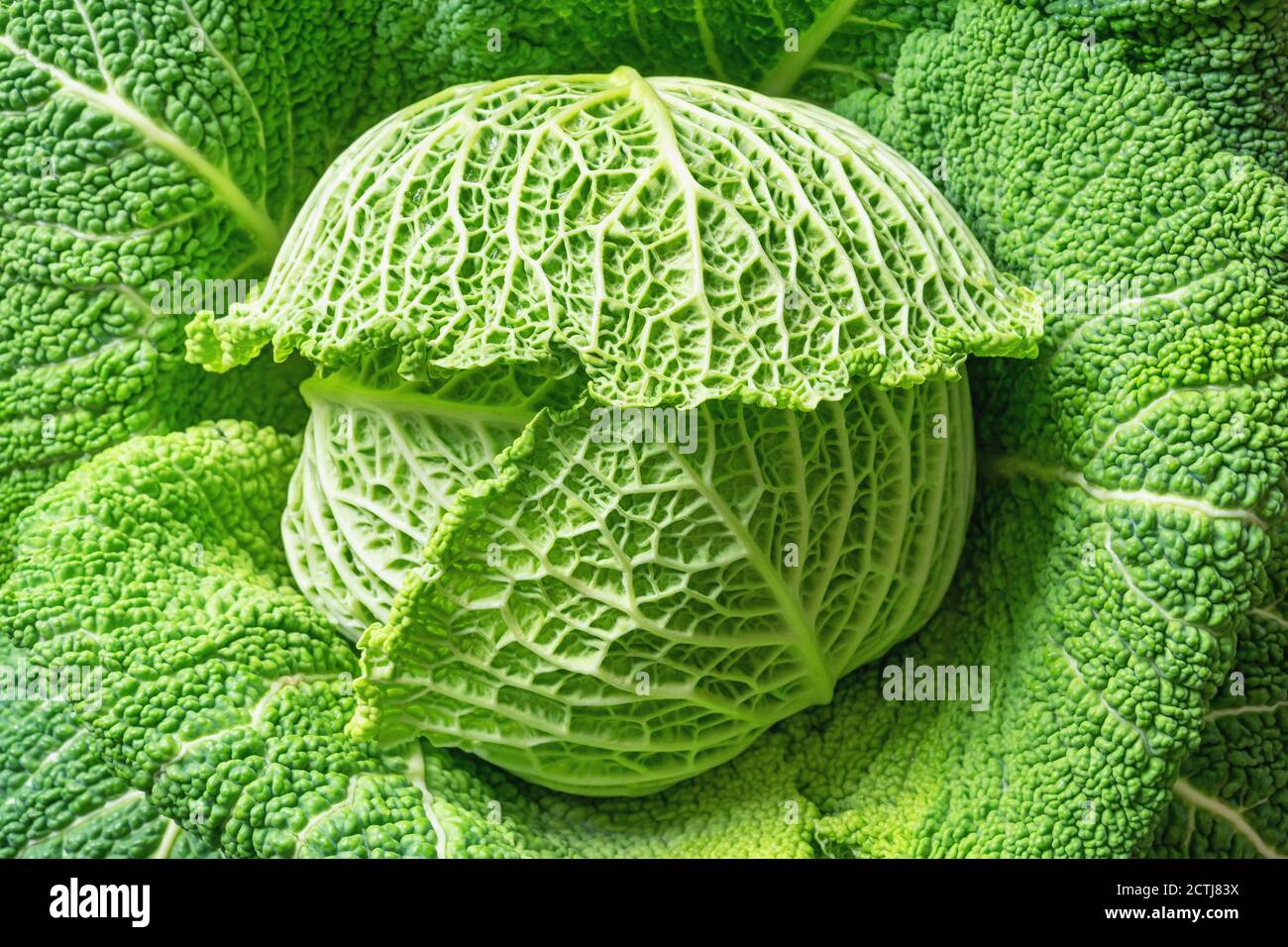 Green vegetables. Savoy cabbage head, close up Stock Photo - Alamy