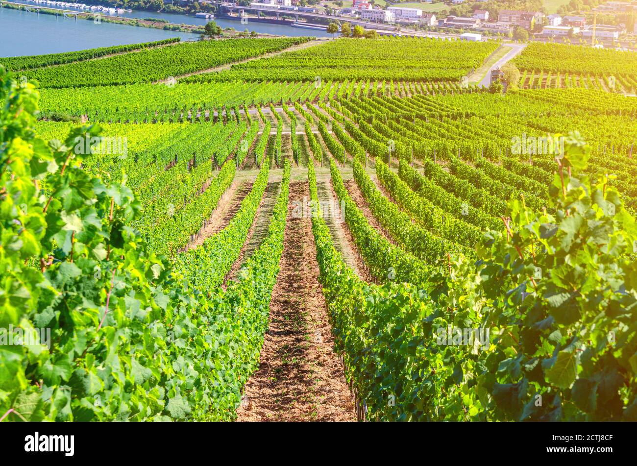 Vinery winemaking hi-res stock photography and images - Alamy