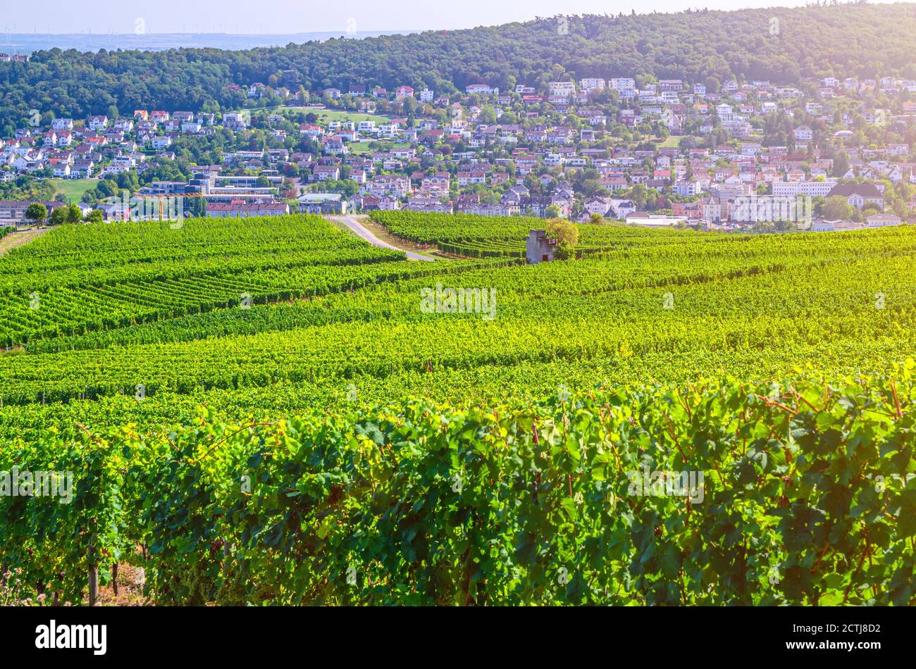 Rheingau valley hi-res stock photography and images - Alamy