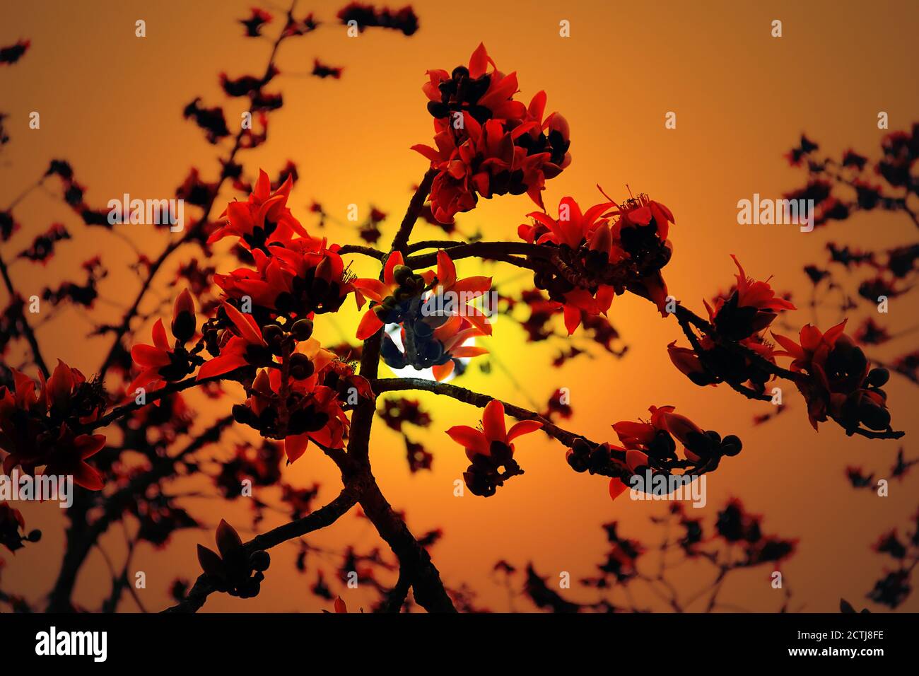 Butea frondosa is a popular traditional Indian medicinal tree. Flame of ...