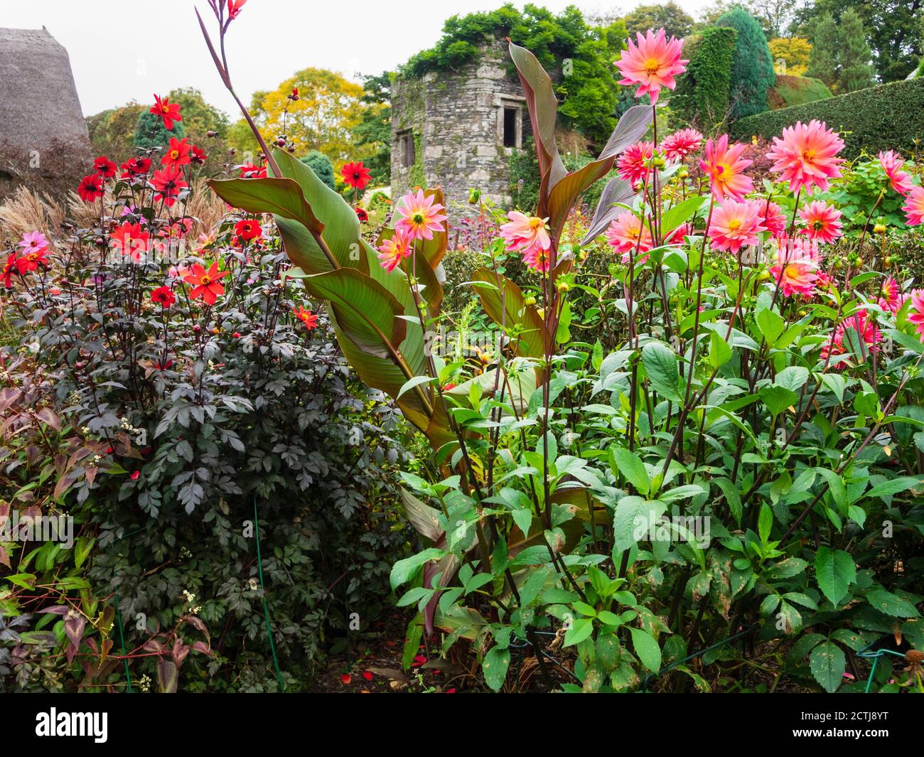 Canna 'Purpurea' with Dahlias 'Bishop of Llandaff' and 'Karma Fuchsiana ...