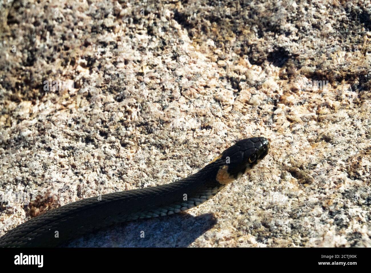 Common Grass-snake (Natrix natrix) from the East Baltic sea coast ...