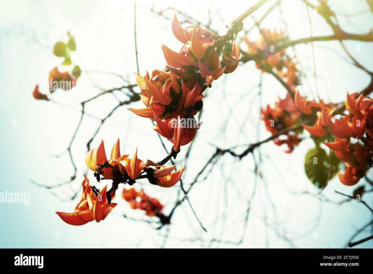 Butea frondosa is a popular traditional Indian medicinal tree. Flame of ...