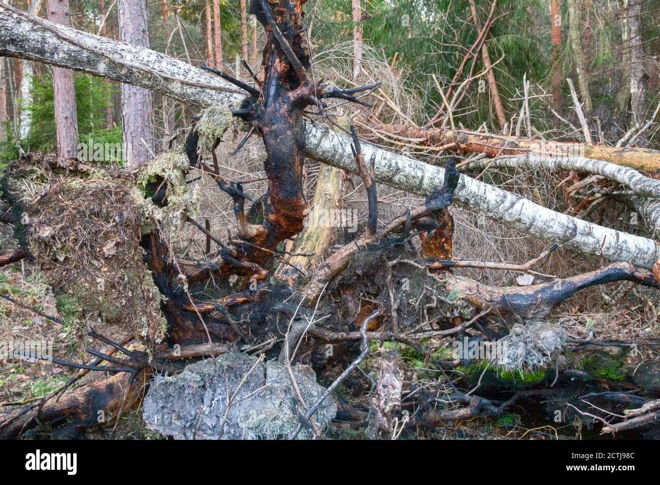 Peat fire; ground fire in boreal mixed forests of Eastern Europe. As ...