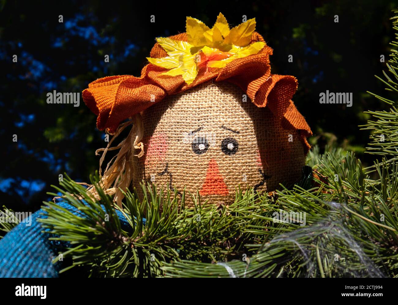Happy scarecrow draped over tree. Halloween decoration with fall colors ...