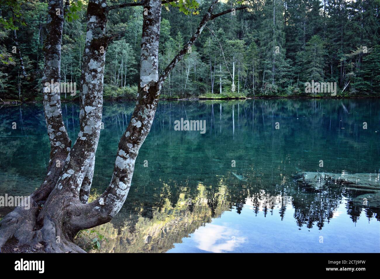 green trees surrounding a lake Christlessee Oberstdorf Germany with Alp ...