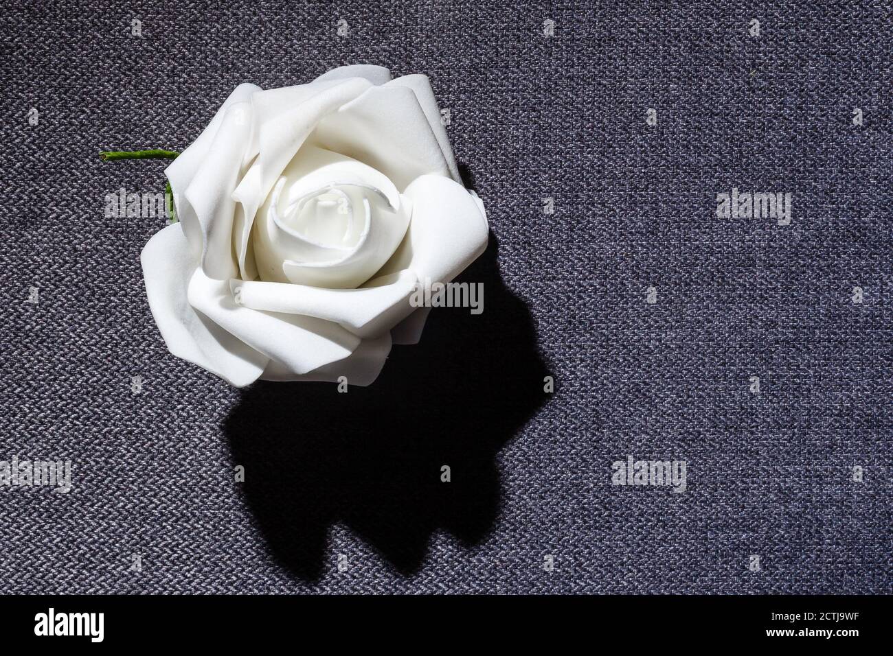 one white rose on a gray background Stock Photo - Alamy