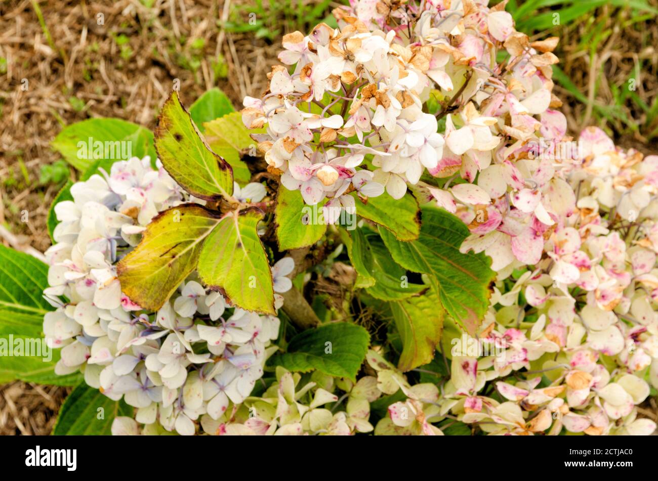 Hydrangea sao miguel azores portugal hi-res stock photography and ...